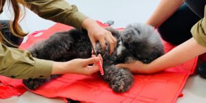 CureLab（キュアラボ）自由が丘にあるトリミングサロン - ベックジャパン動物病院グループ